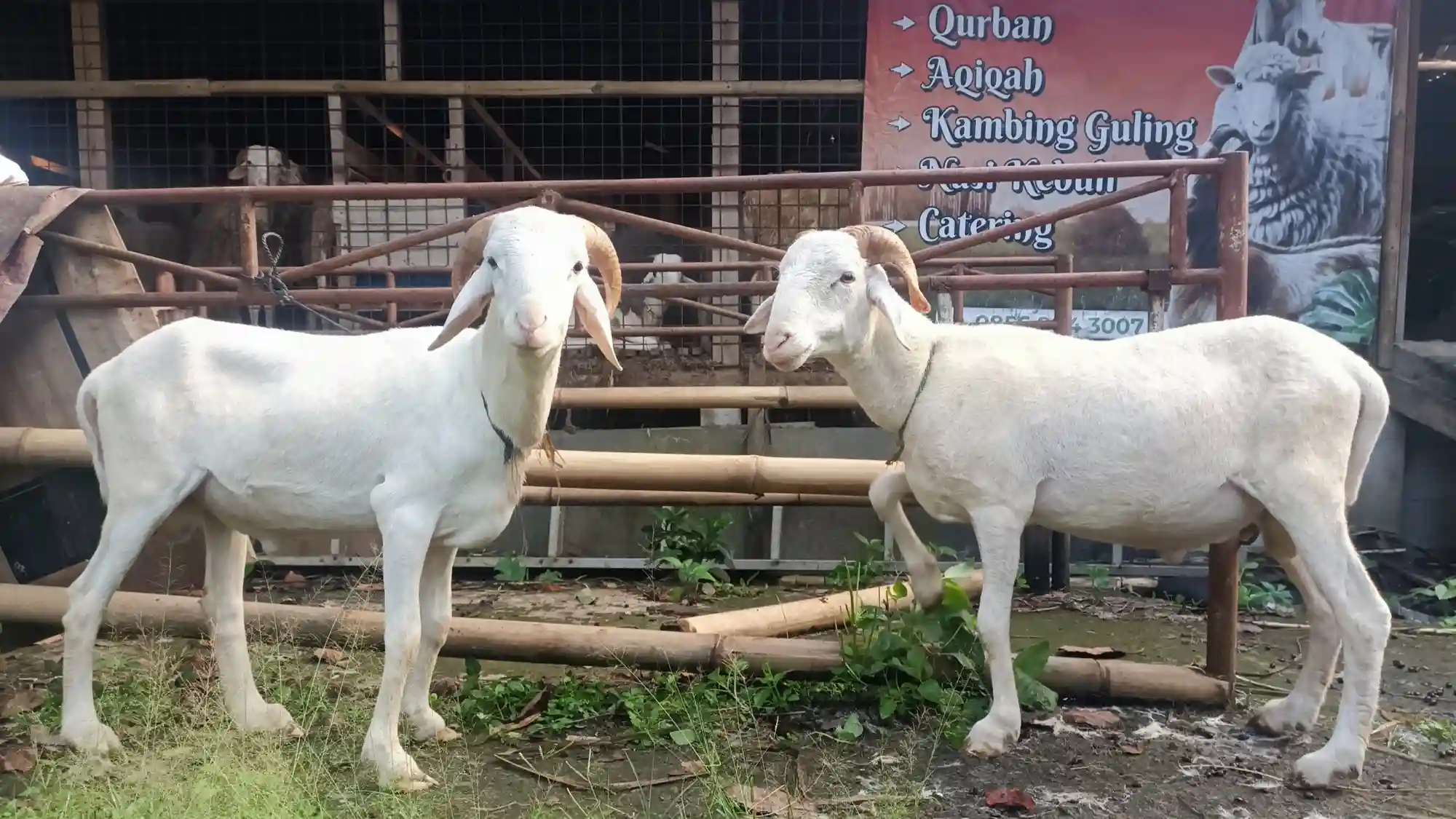 Harga Kambing Aqiqah 2026: Panduan Lengkap Biaya Aqiqah